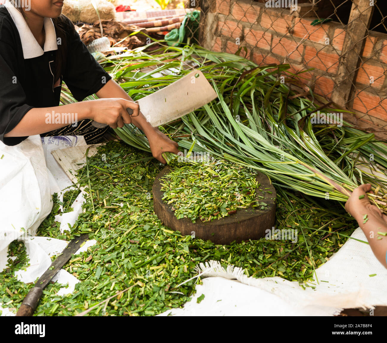 Citronella grass immagini e fotografie stock ad alta risoluzione - Alamy
