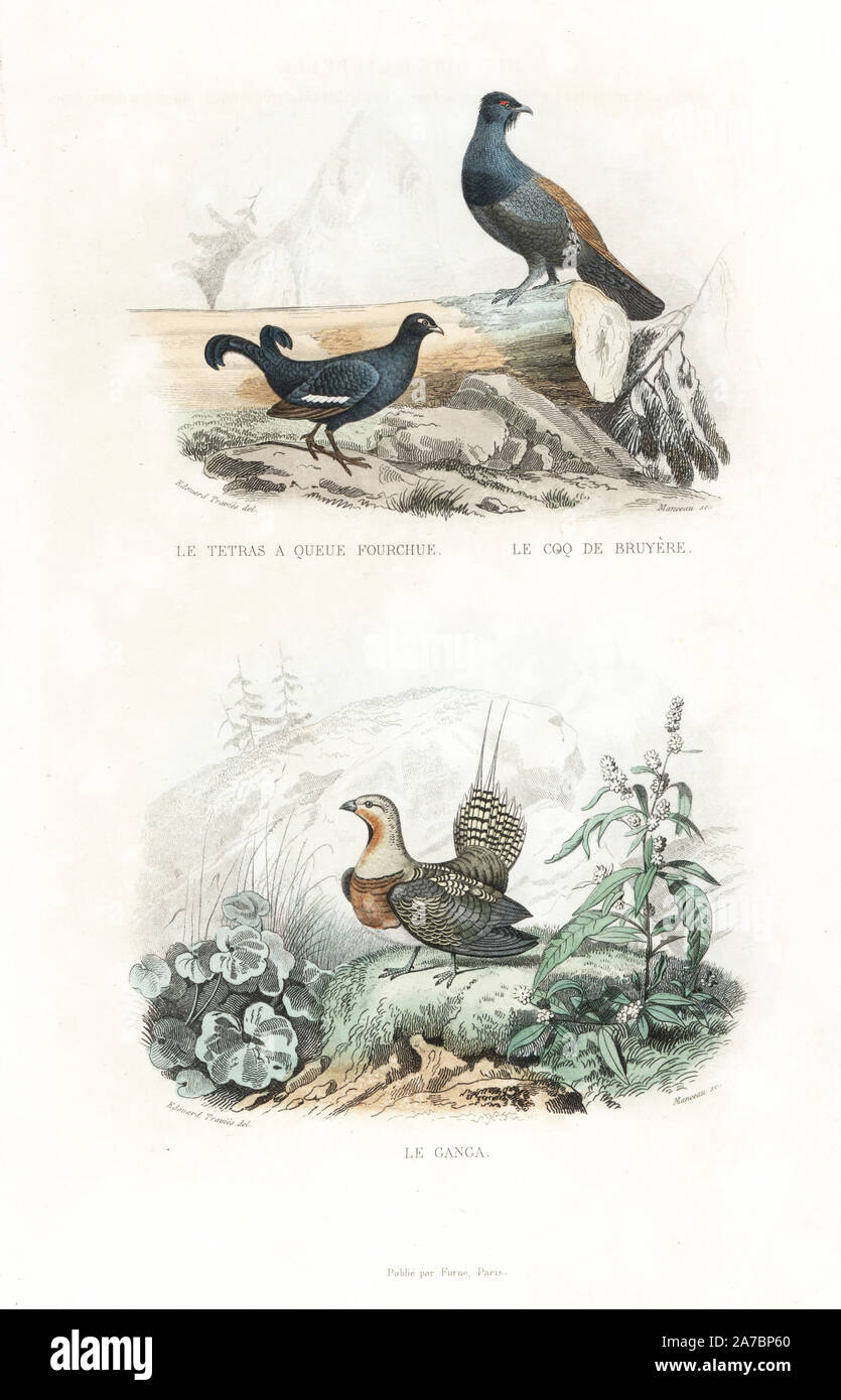 Gallo forcello, Tetrao tetrix, western gallo cedrone, Tetrao urogallus ...