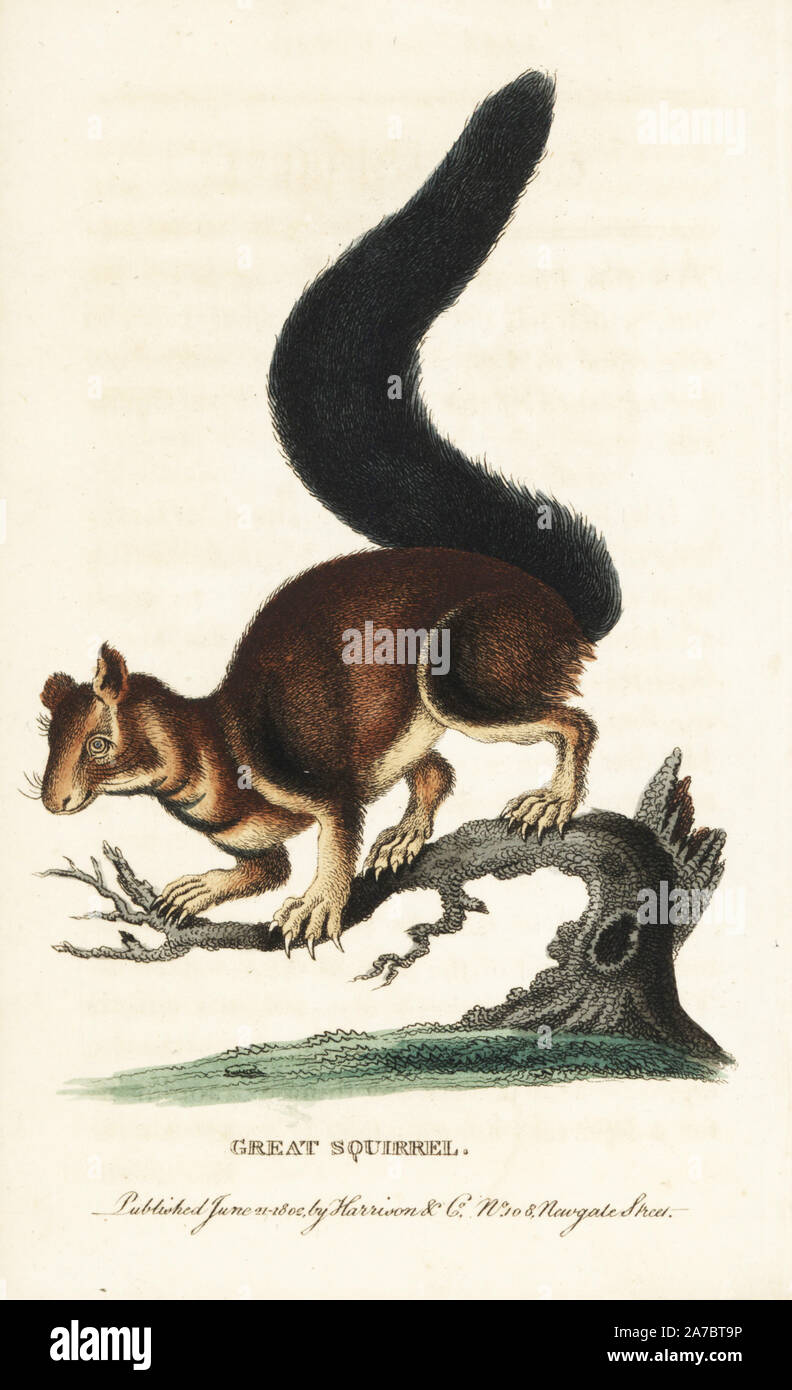 Scoiattolo gigante indiano malabar scoiattolo gigante ratufa indica ...