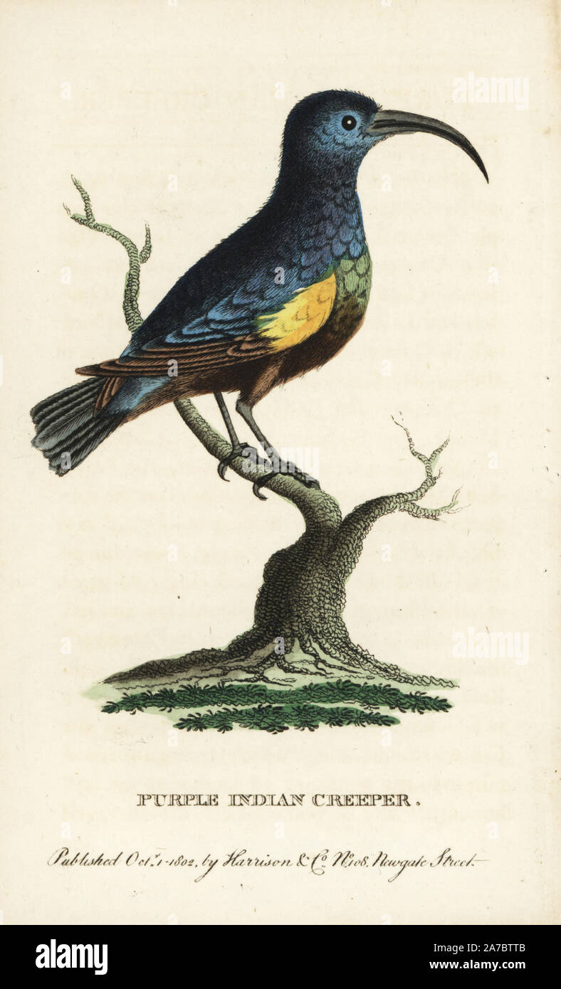 Pianta rampicante indiana viola immagini e fotografie stock ad alta ...