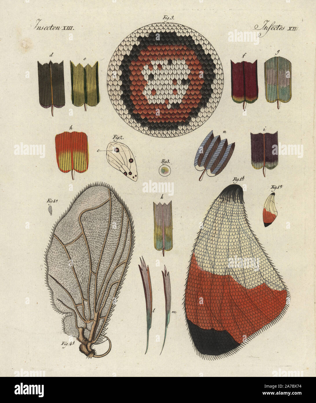 Anatomia degli insetti immagini e fotografie stock ad alta risoluzione ...