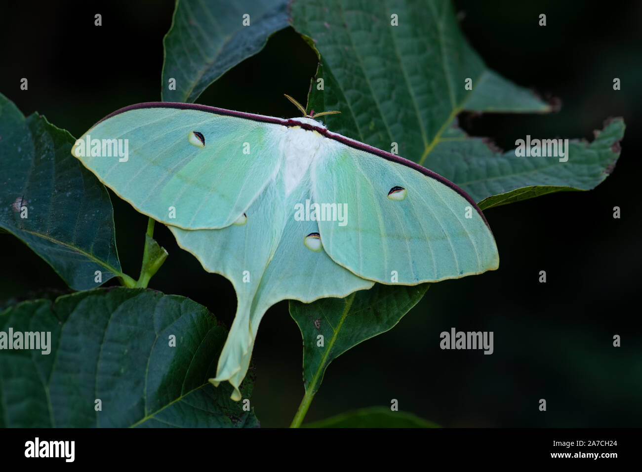 Falene di luna immagini e fotografie stock ad alta risoluzione - Alamy