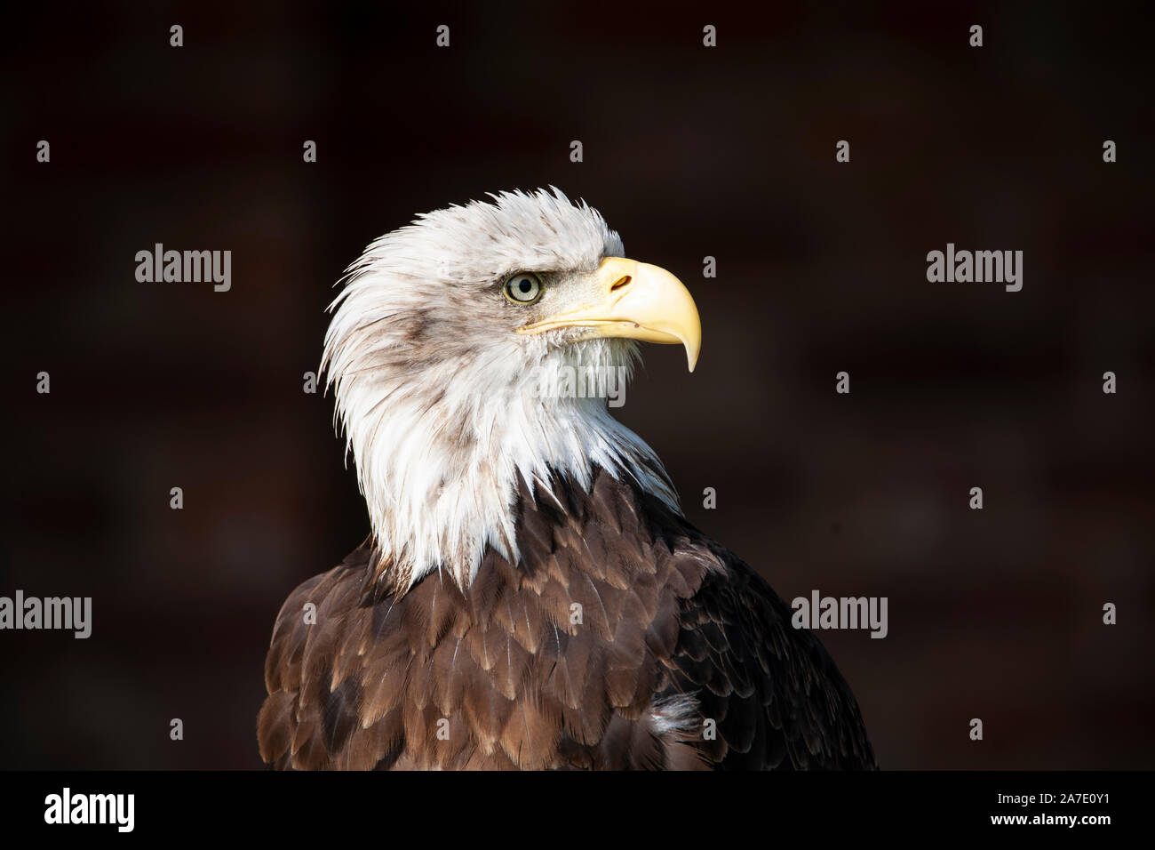 Testa bianca aquila di mare immagini e fotografie stock ad alta ...