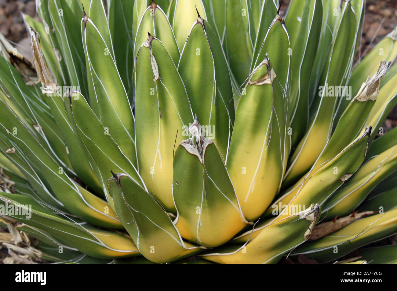 Royal agave agave victoria reginae immagini e fotografie stock ad alta ...