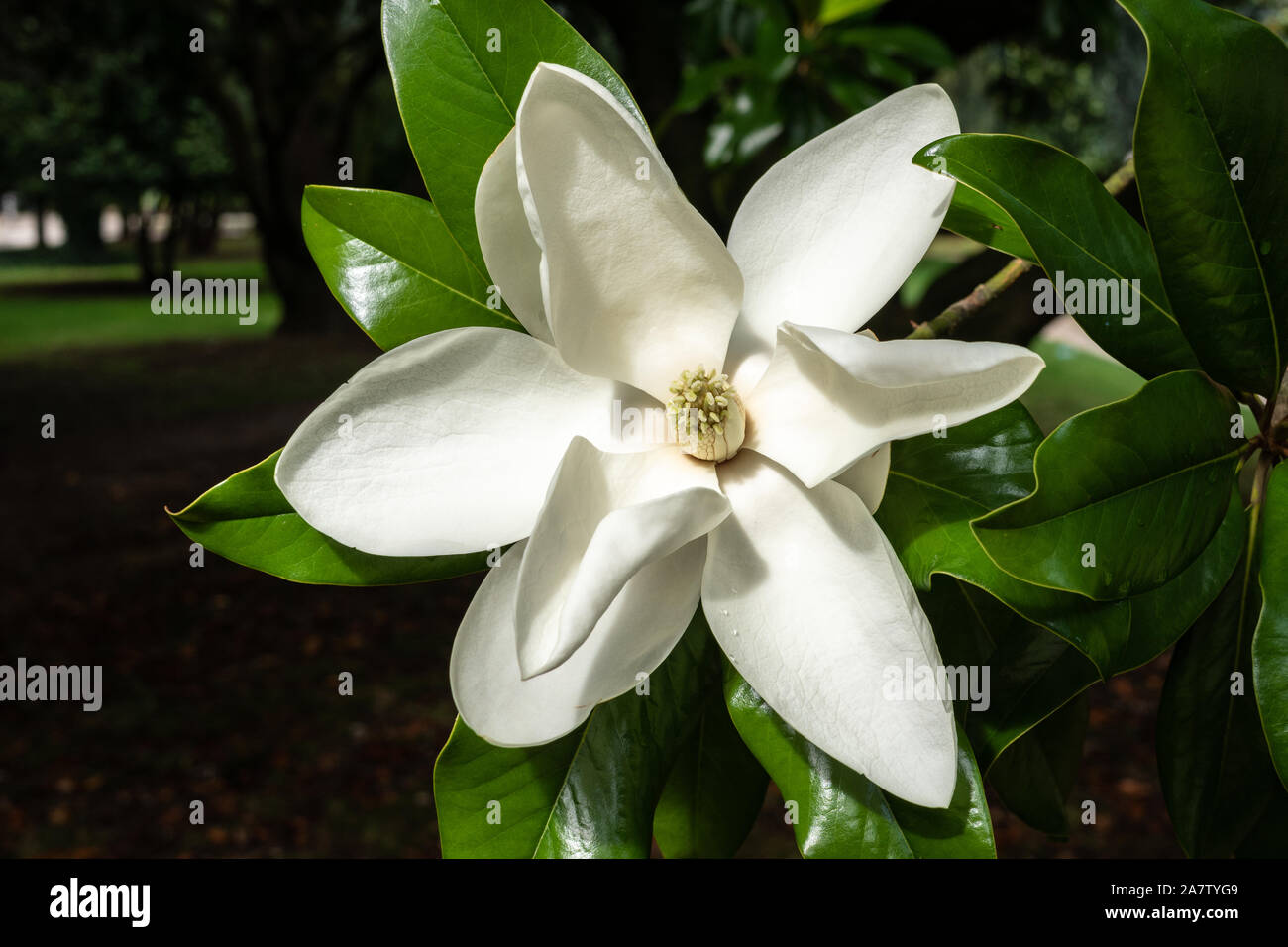 Albero di magnolia grandiflora immagini e fotografie stock ad alta ...