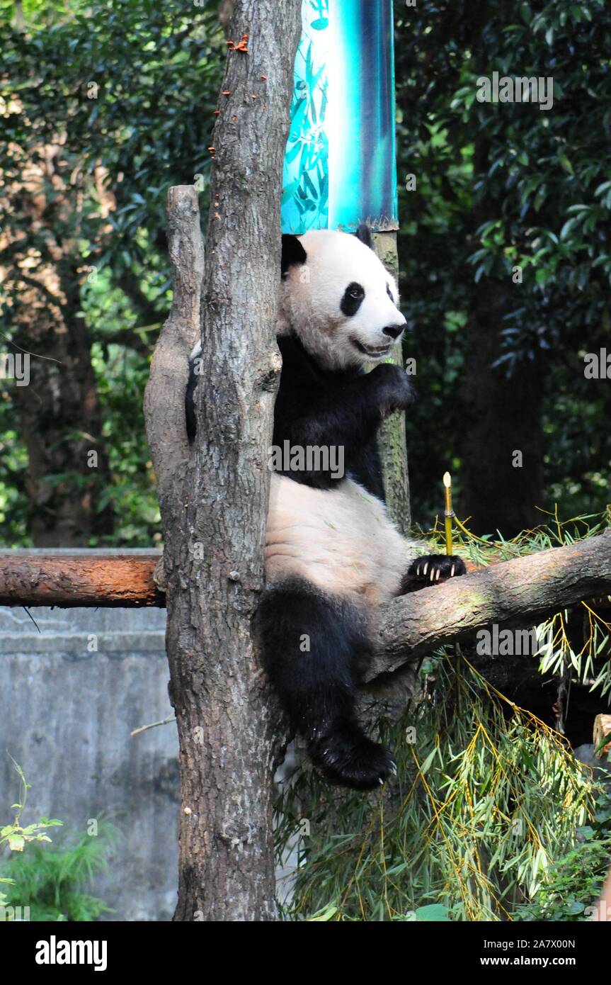 Panda gigante fratelli, Chengjiu e Shuanghao, mangiare il bambù e ...