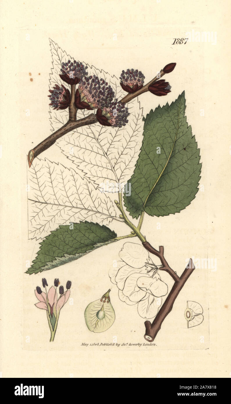 Disegno di olmo immagini e fotografie stock ad alta risoluzione - Alamy