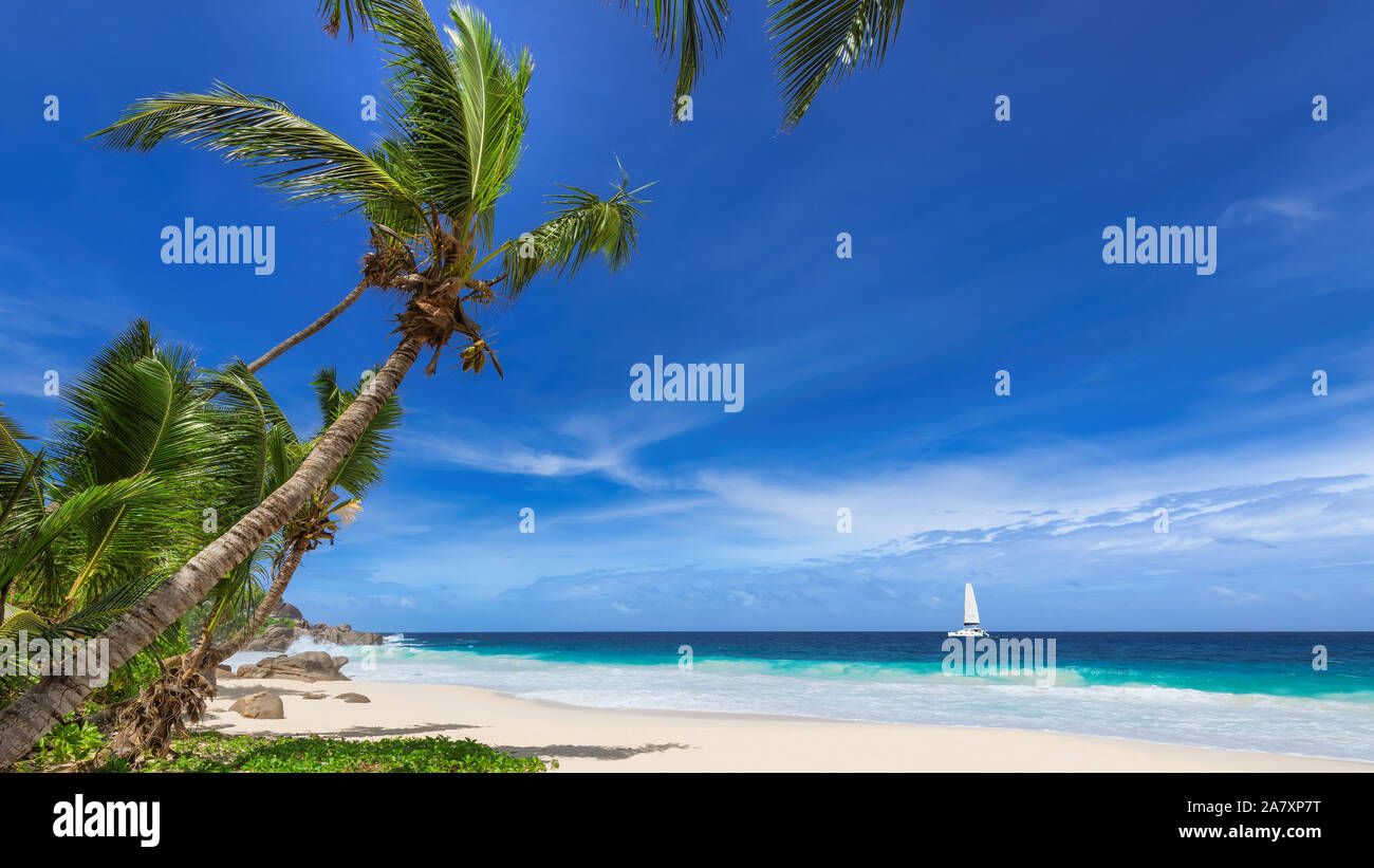 Palme da cocco acqua bahamas immagini e fotografie stock ad alta ...