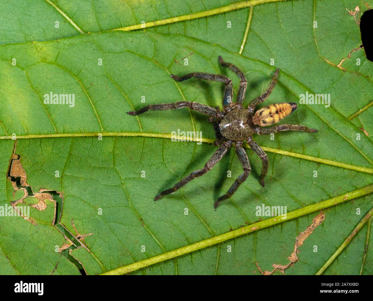 Giant huntsman spider immagini e fotografie stock ad alta risoluzione ...