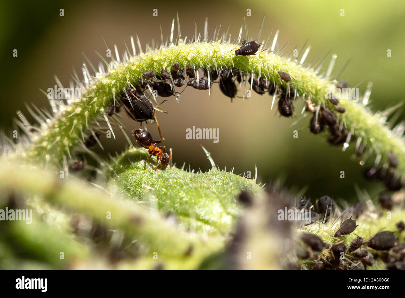 Simbiosi di afidi e formiche immagini e fotografie stock ad alta ...