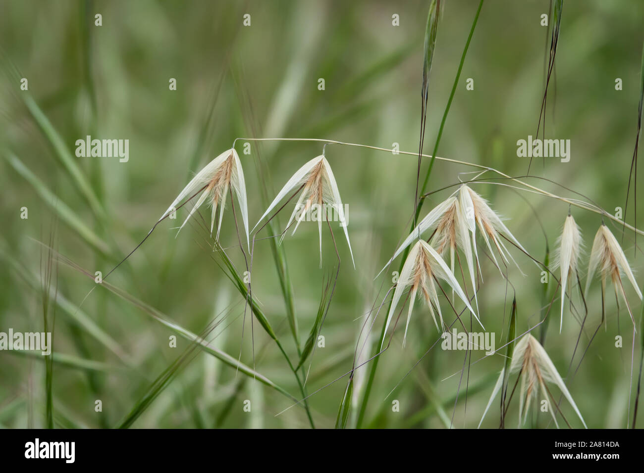 Avena incolta immagini e fotografie stock ad alta risoluzione - Alamy