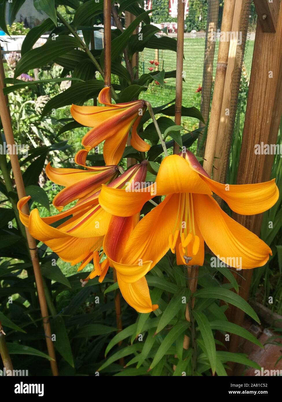 Lilium african queen lily immagini e fotografie stock ad alta ...