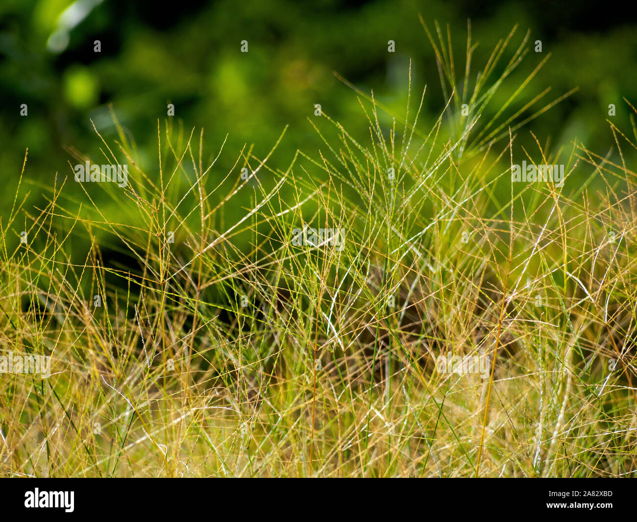 Semi di erba immagini e fotografie stock ad alta risoluzione - Alamy