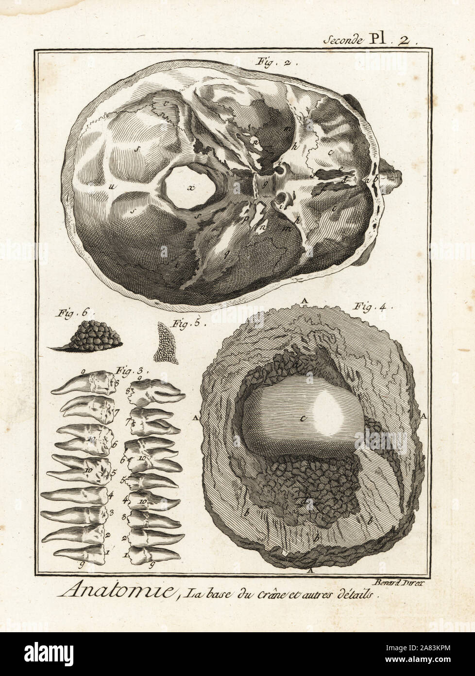 Base del cranio immagini e fotografie stock ad alta risoluzione - Alamy