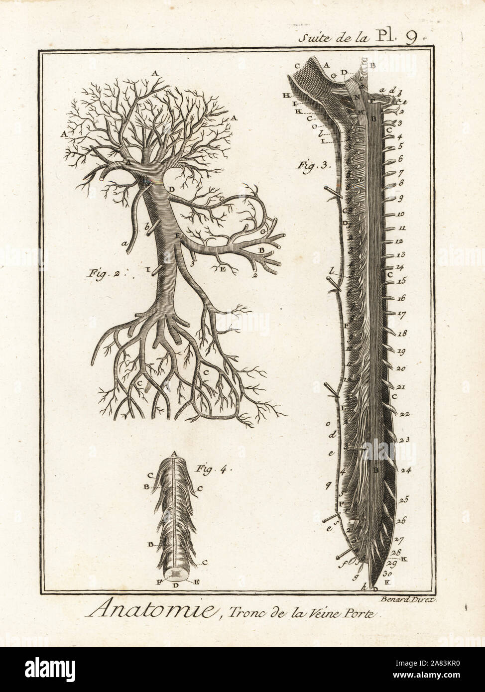 Anatomia del tronco immagini e fotografie stock ad alta risoluzione - Alamy