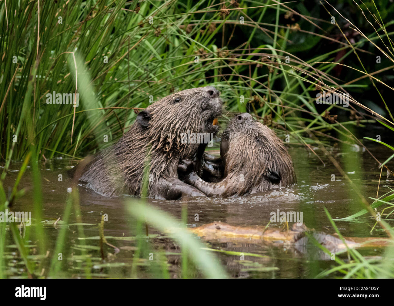 Castori americani immagini e fotografie stock ad alta risoluzione - Alamy