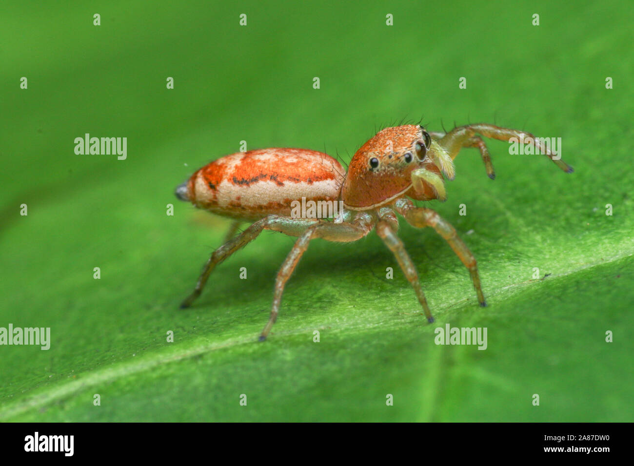 Ragno di salto in giardino immagini e fotografie stock ad alta ...