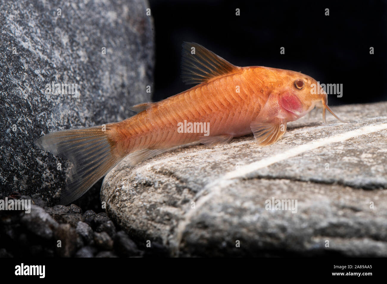 Corydoras corydoras spec immagini e fotografie stock ad alta ...