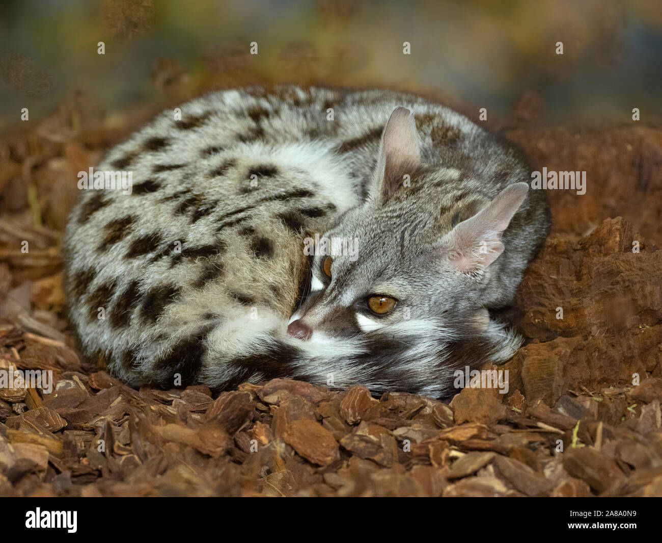 Piccola genetta spotted genetta genetta immagini e fotografie stock ad ...