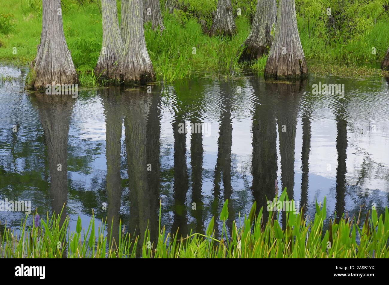 Ecosistema delle paludi delle everglades immagini e fotografie stock ad ...