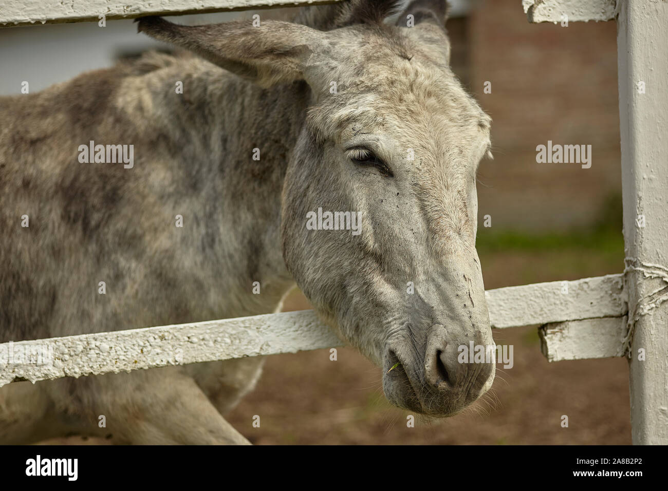 Recinto Dell'asino Immagini e Fotos Stock - Alamy