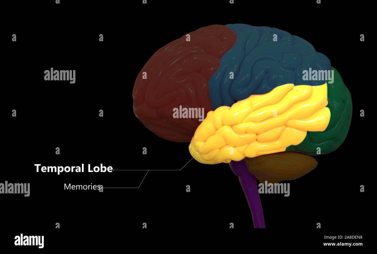 Organo centrale del sistema nervoso umano cervello lobi anatomia Foto ...