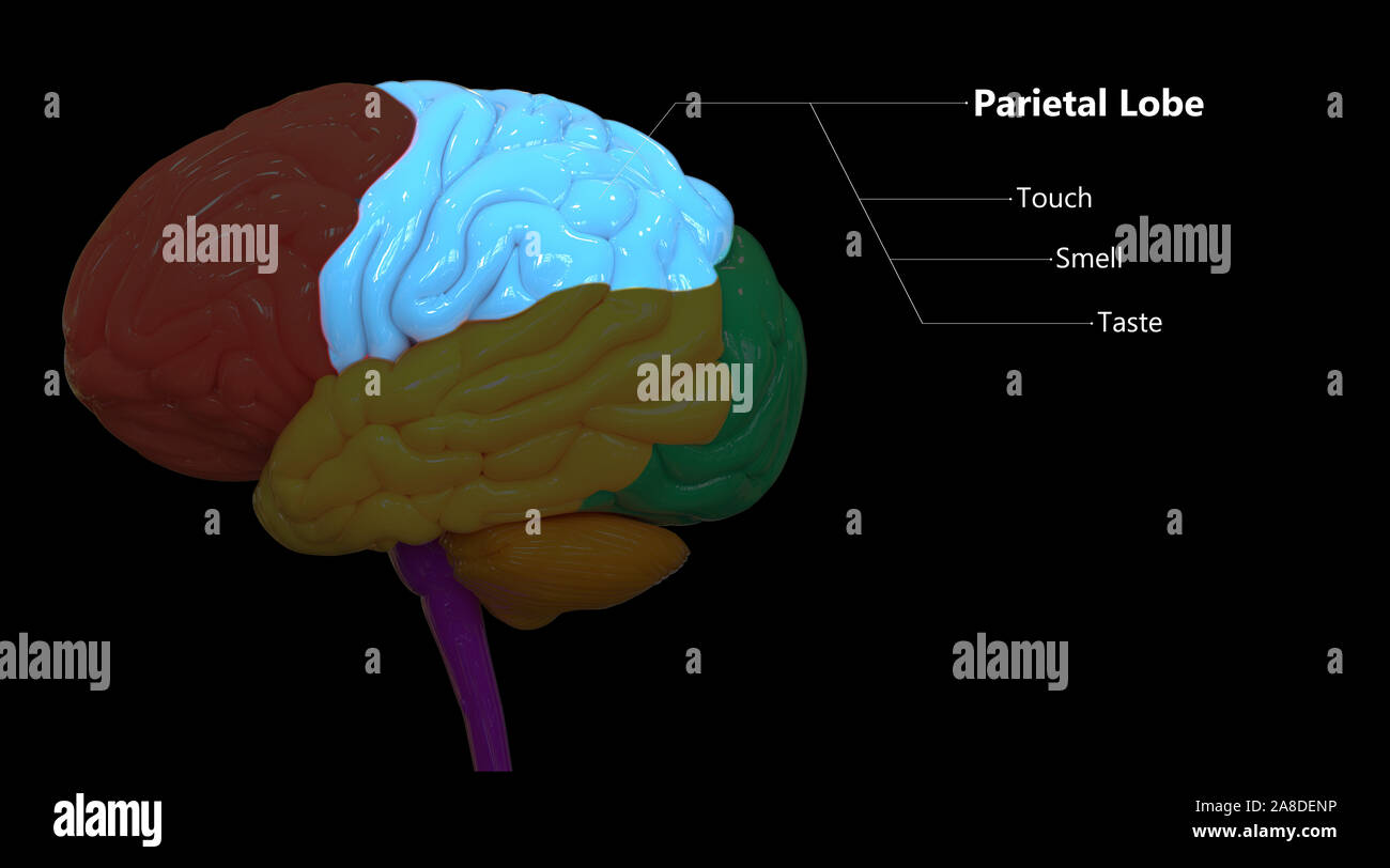 Organo centrale del sistema nervoso umano cervello lobi anatomia Foto ...