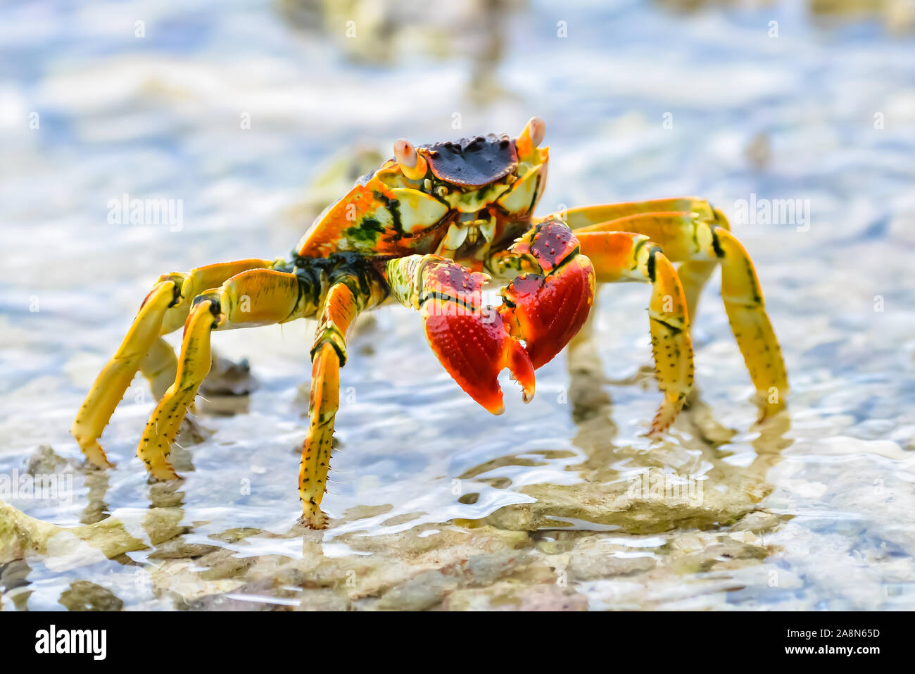 Grande granchio rosso, Bora Bora in Polinesia francese Foto stock - Alamy