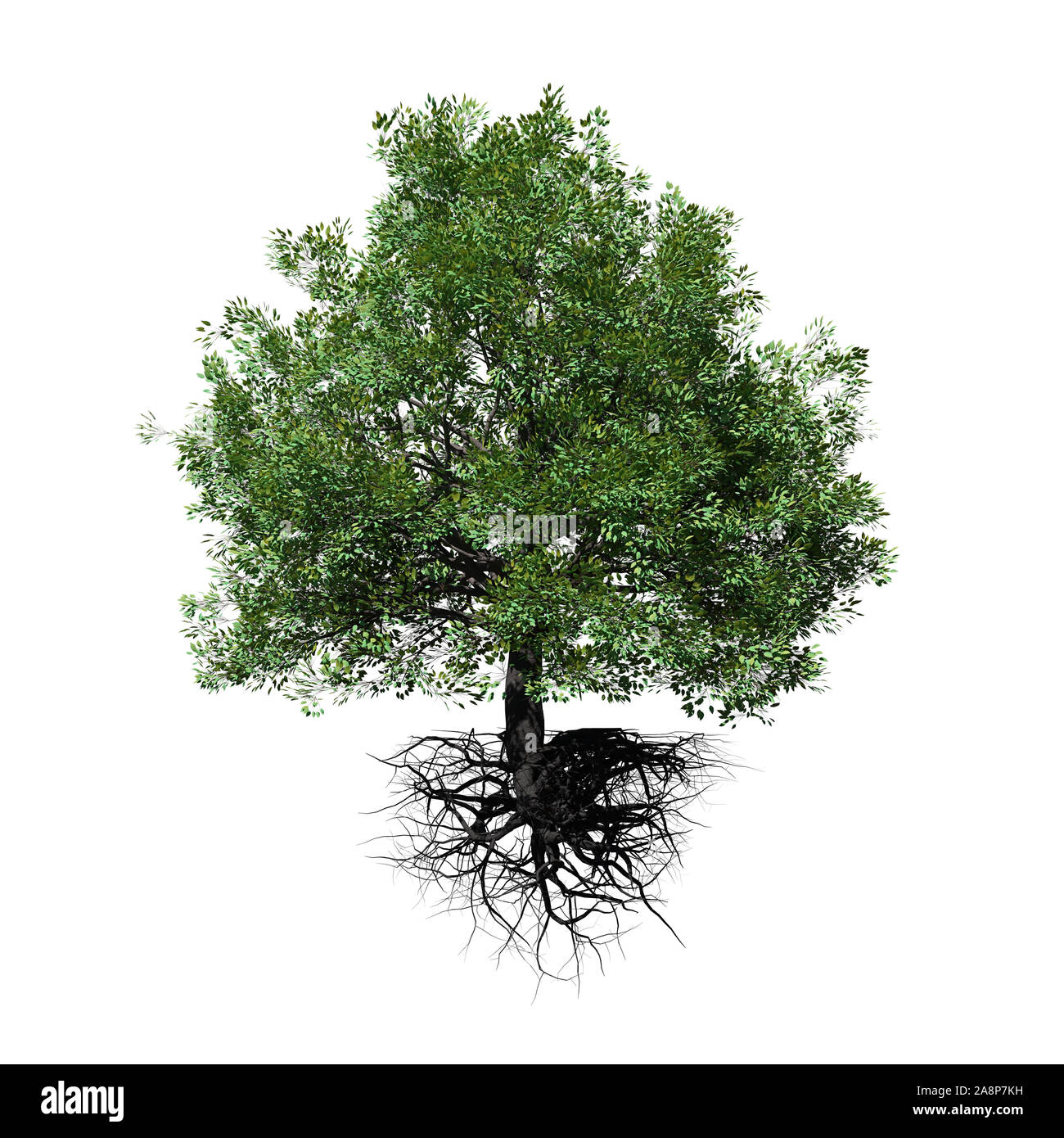 Terreno forestale con radici degli alberi immagini e fotografie stock ...