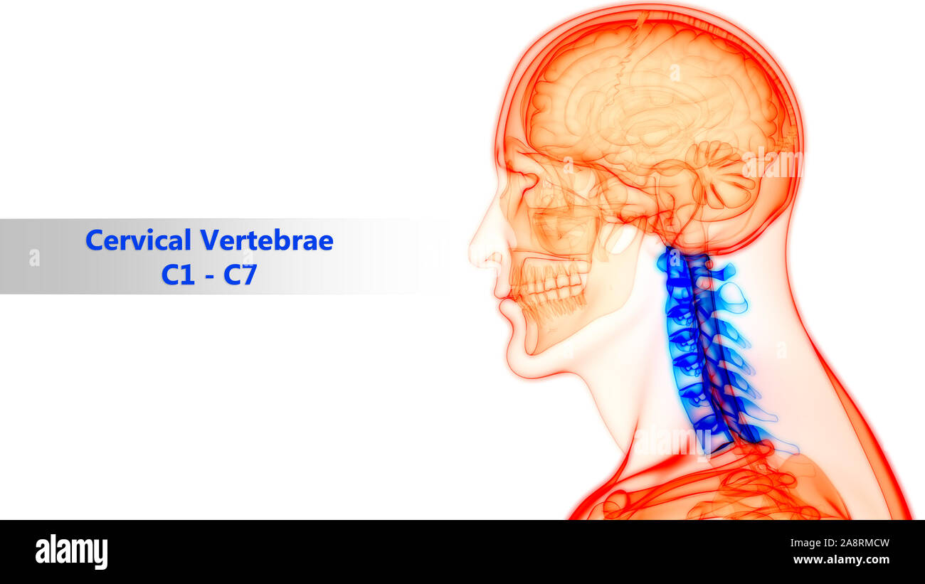 La colonna vertebrale delle vertebre cervicali di scheletro umano ...