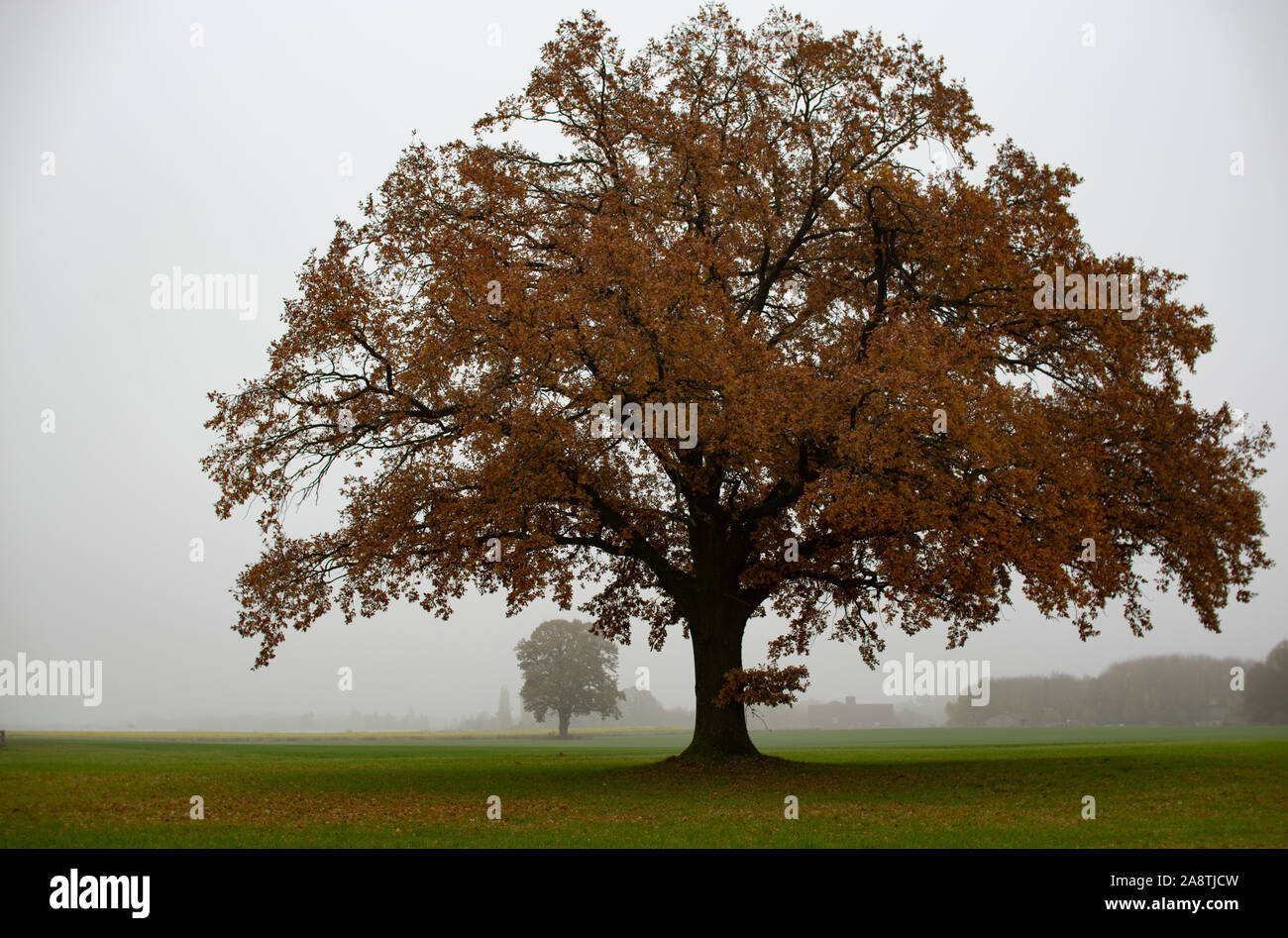 Sagoma grande albero immagini e fotografie stock ad alta risoluzione ...