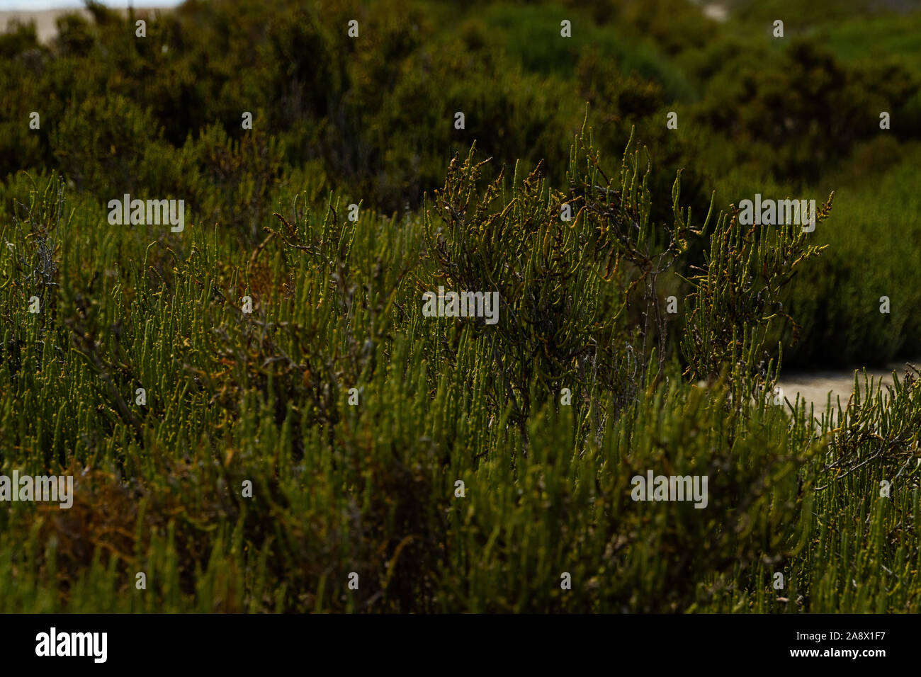Lussureggianti cespugli e felci verdi immagini e fotografie stock ad ...