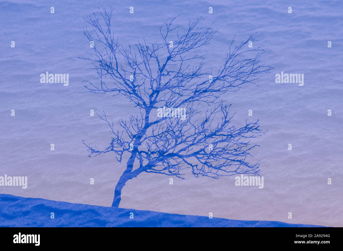 Alberi decidui con ombra immagini e fotografie stock ad alta ...