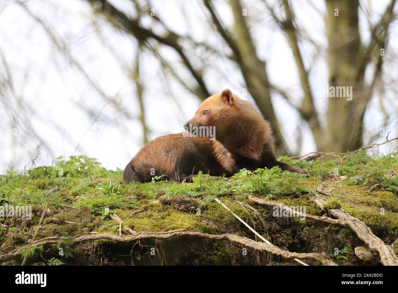 Speothos venaticus immagini e fotografie stock ad alta risoluzione - Alamy