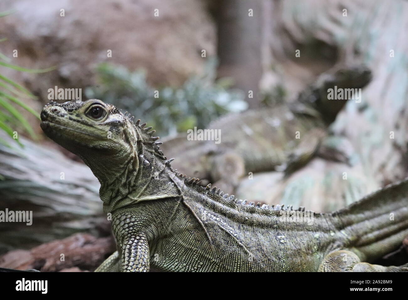 Sailfin lizards immagini e fotografie stock ad alta risoluzione - Alamy