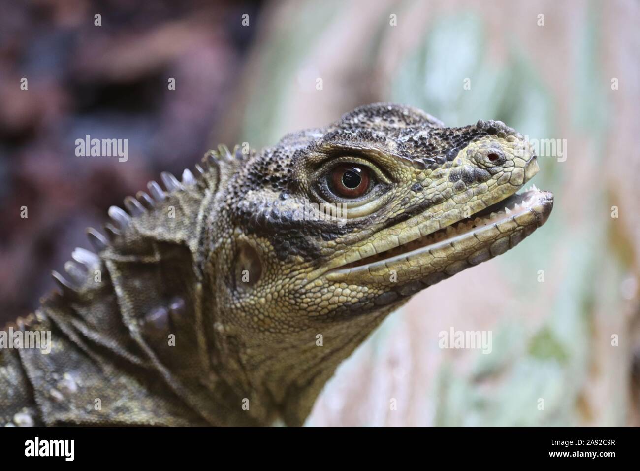 Sailfin lizards immagini e fotografie stock ad alta risoluzione - Alamy