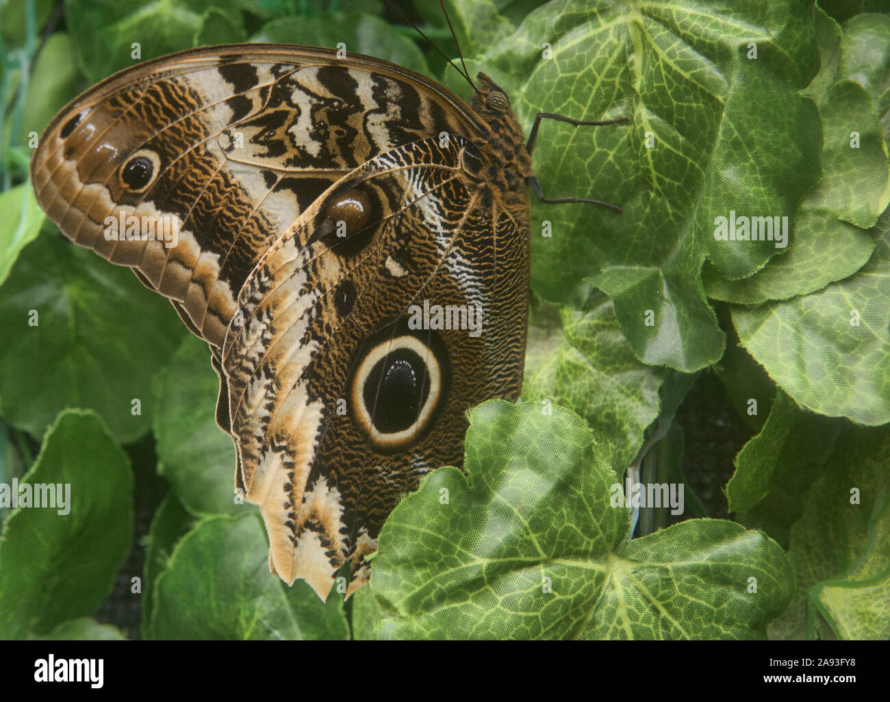 Farfalla gigante del mondo immagini e fotografie stock ad alta ...