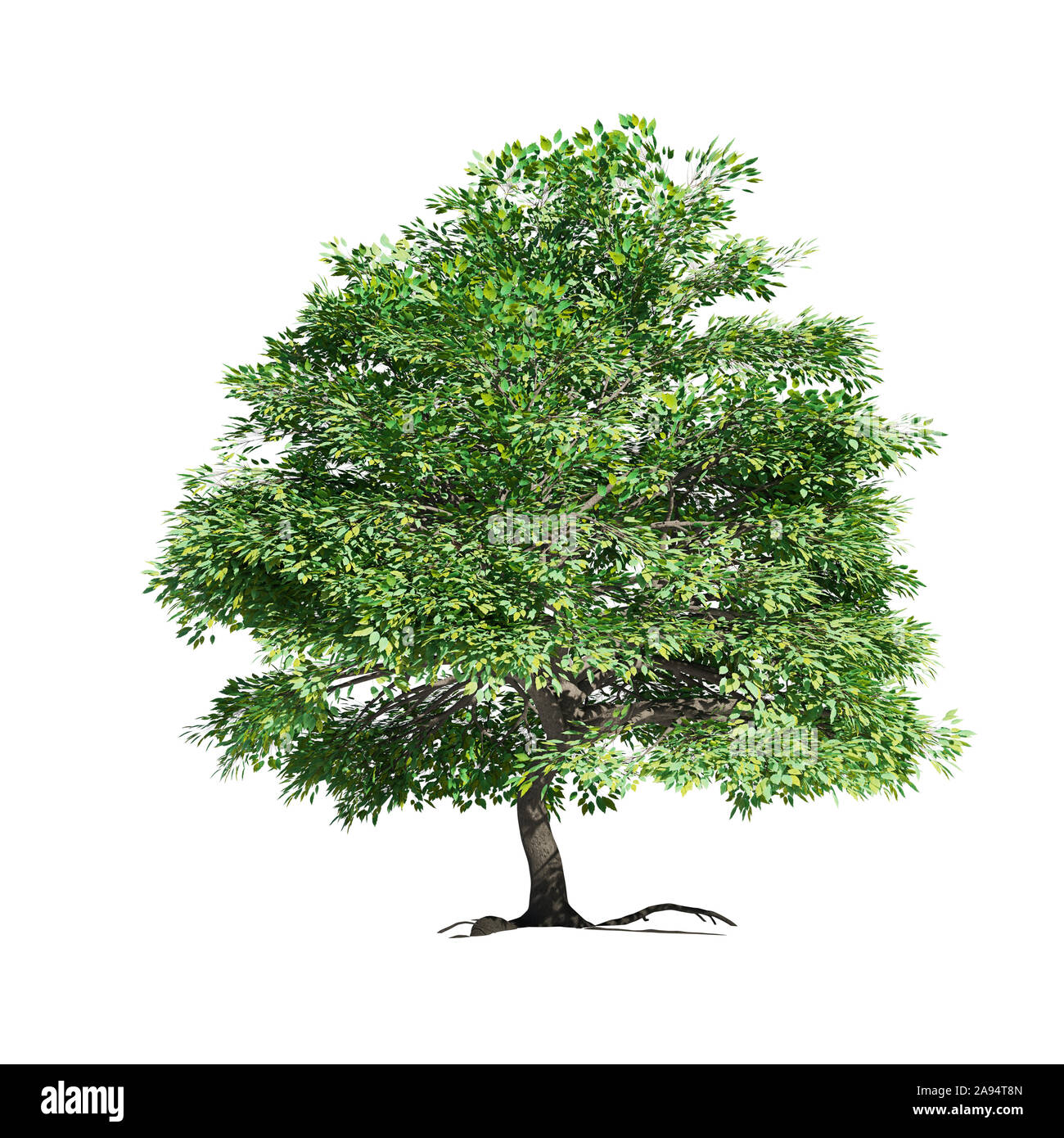 Sfondo albero foresta immagini e fotografie stock ad alta risoluzione ...