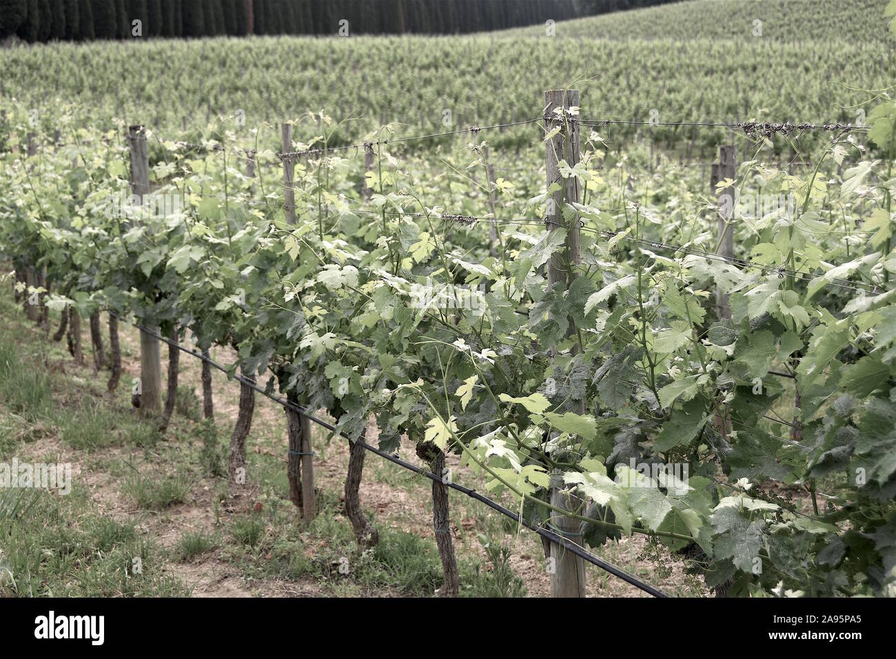 Gallo chianti immagini e fotografie stock ad alta risoluzione - Alamy
