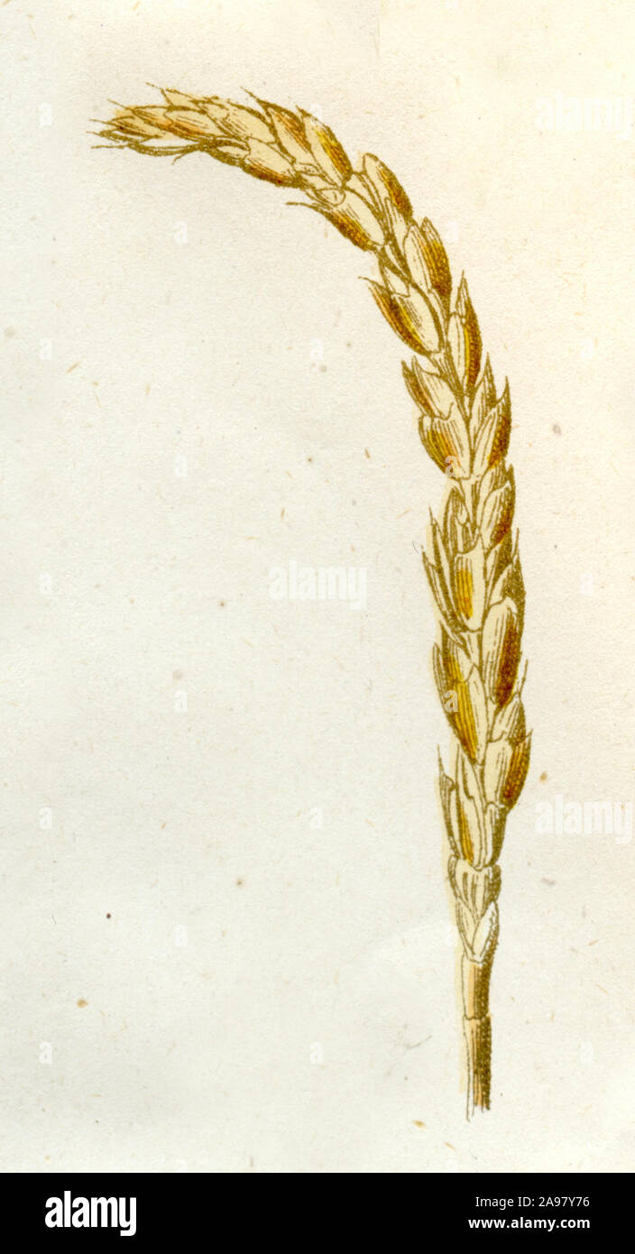 Triticum aestivum subsp spelta immagini e fotografie stock ad alta ...