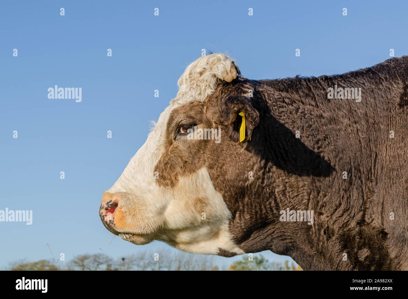 Testa di mucca marrone immagini e fotografie stock ad alta risoluzione ...