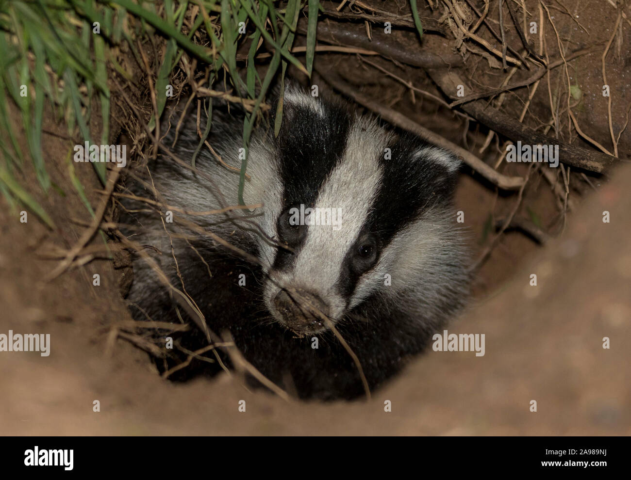 Clan di tasso immagini e fotografie stock ad alta risoluzione - Alamy