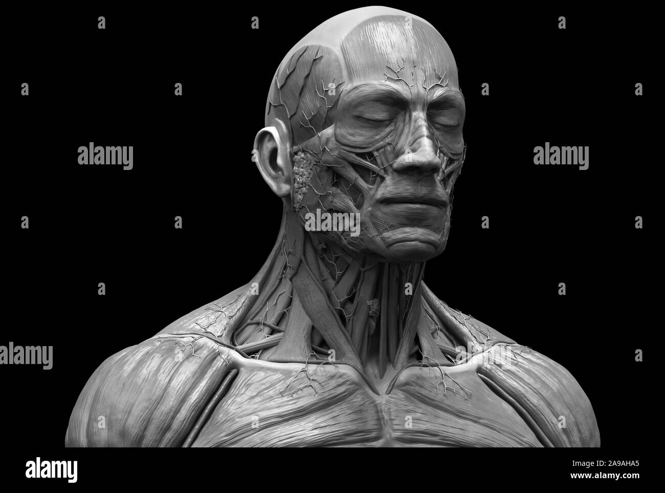 Corpo Umano anatomia - anatomia muscolare del viso collo e al torace ...