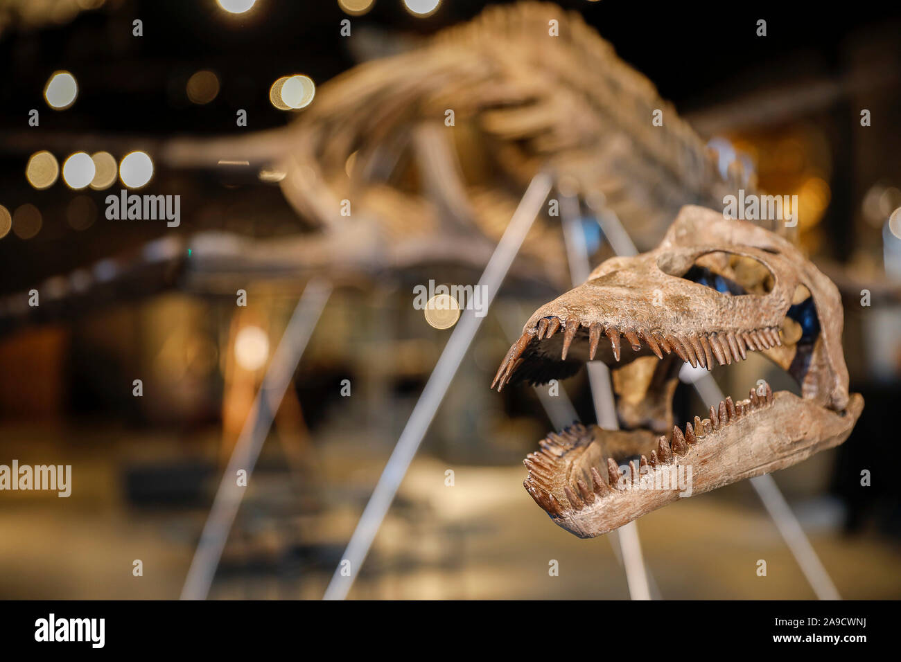 Plesiosauro fossile immagini e fotografie stock ad alta risoluzione - Alamy