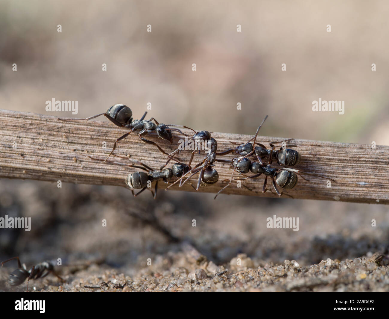 Combattimento delle formiche immagini e fotografie stock ad alta ...