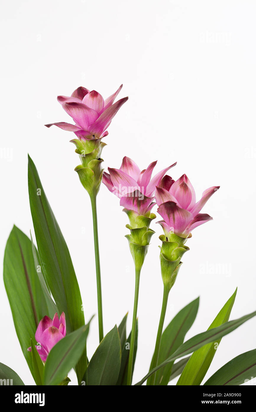 Curcuma in fiore immagini e fotografie stock ad alta risoluzione - Alamy