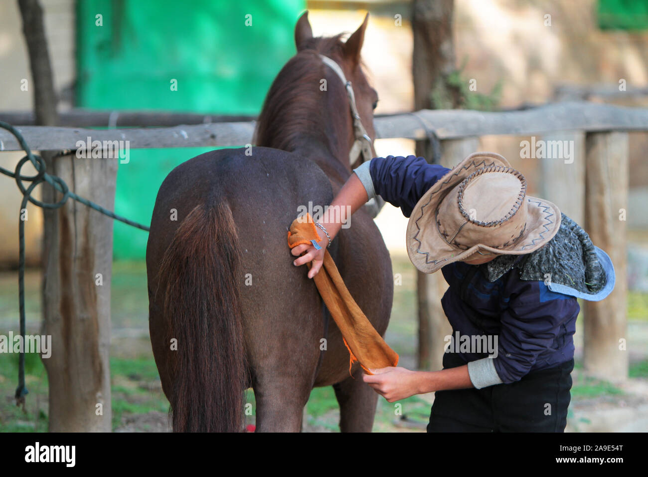 Le più belle del Mar Caspio cavallo di razza in Iran Foto stock - Alamy