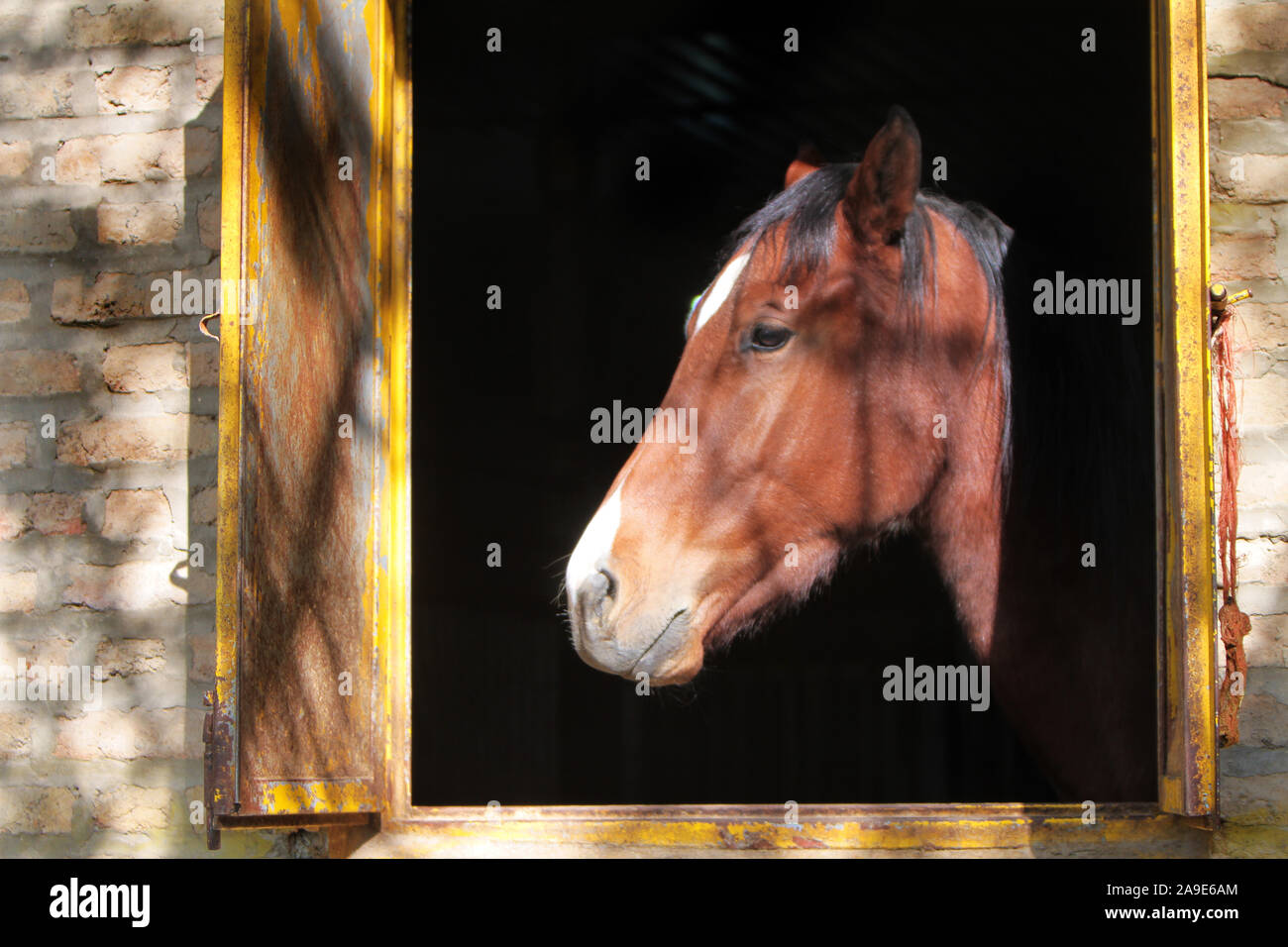 Le più belle del Mar Caspio cavallo di razza in Iran Foto stock - Alamy