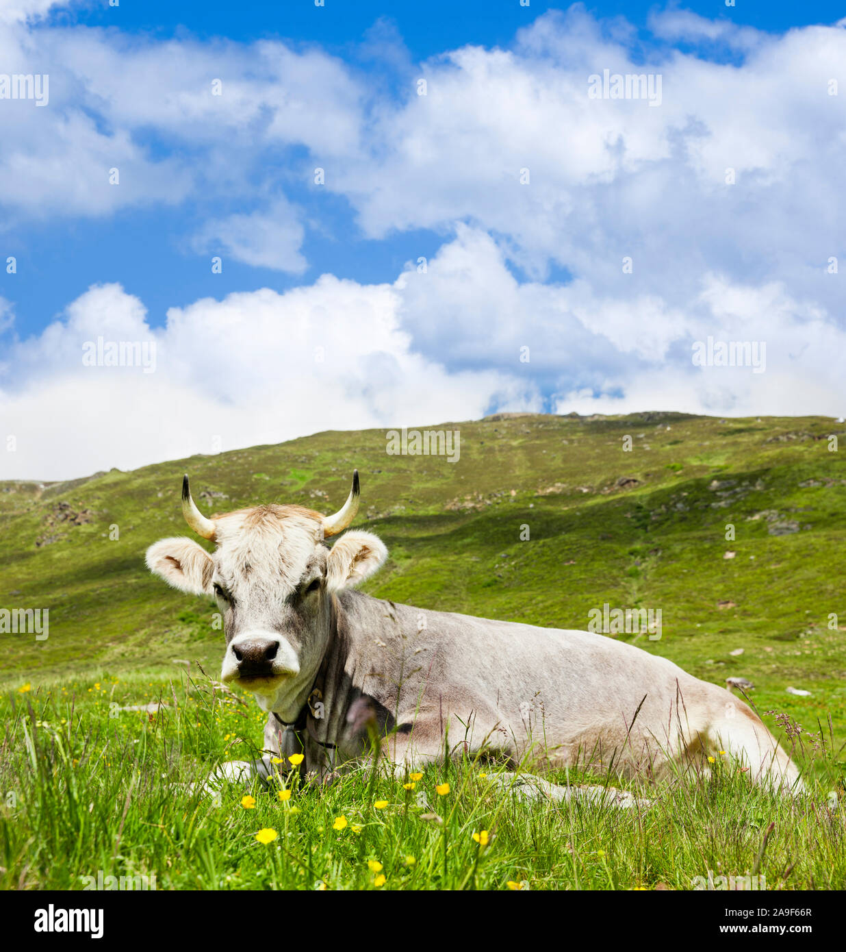 Le mucche giacciono al pascolo immagini e fotografie stock ad alta ...