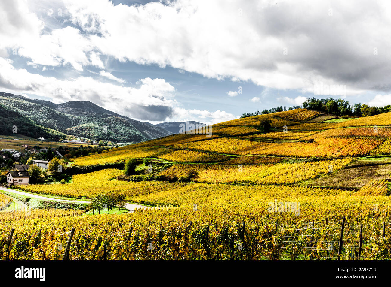 Vigneti maturi immagini e fotografie stock ad alta risoluzione - Alamy